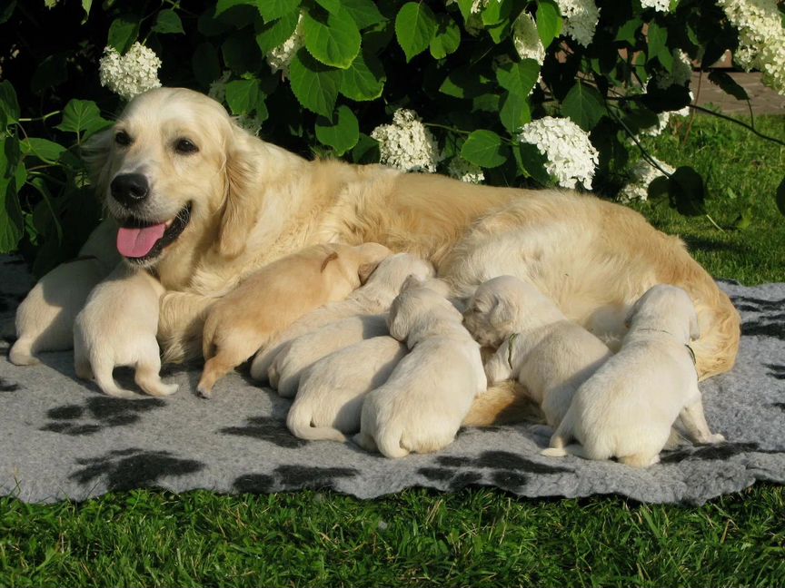 Щенки золотистого ретривера