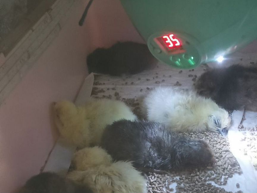 Цыплята кша