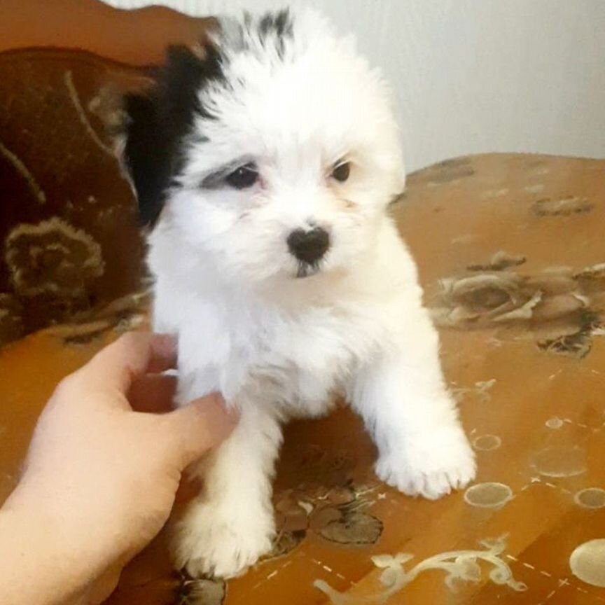 Бивер Белый Бим черное ухо