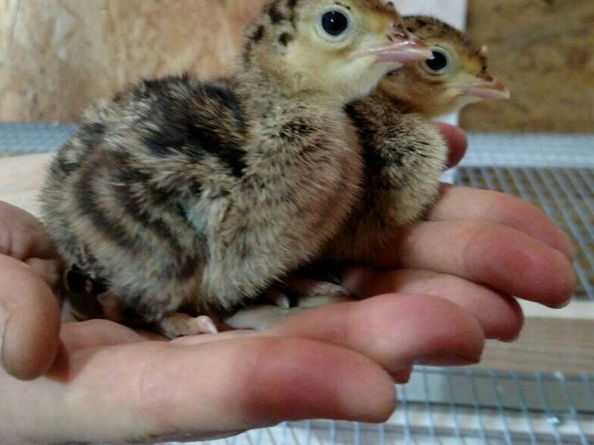 Индюшата Бронза