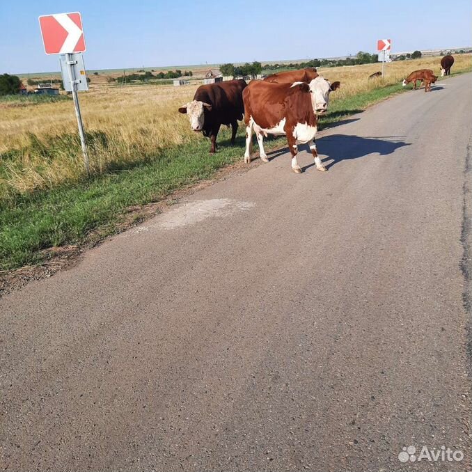 Коровы герефорды и телята