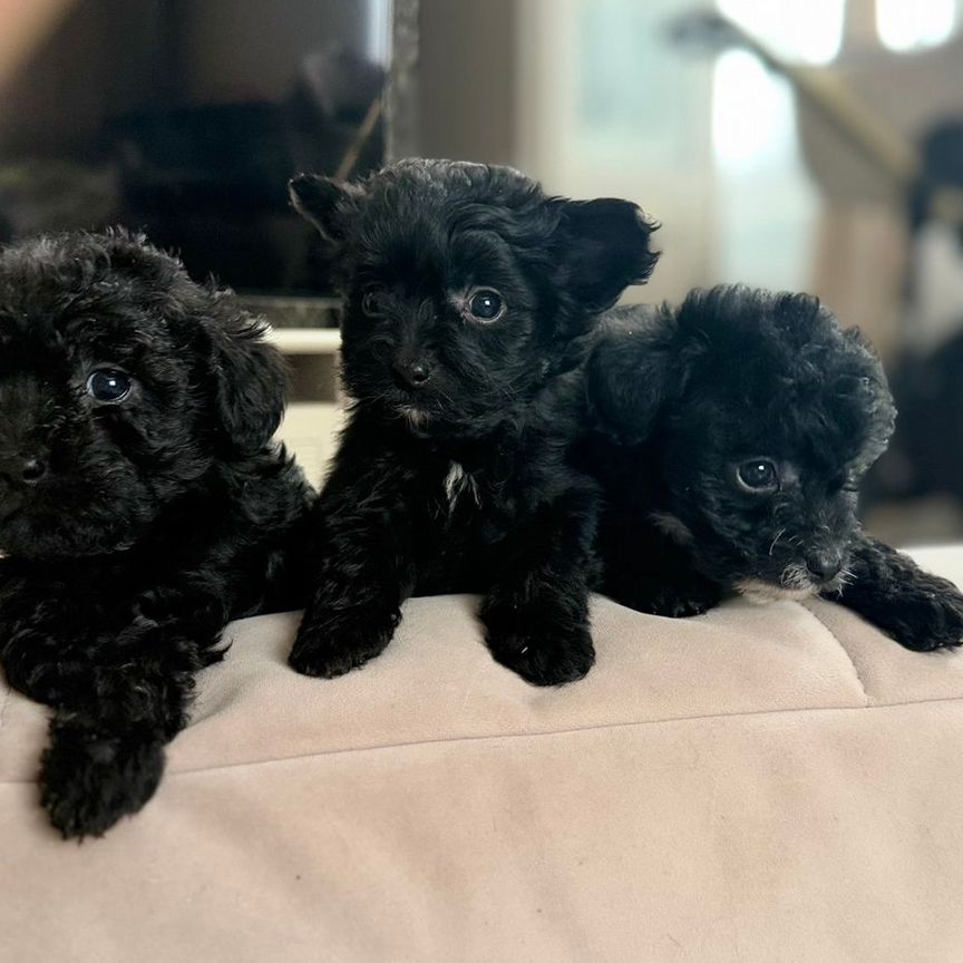 Йоркипу, щенок