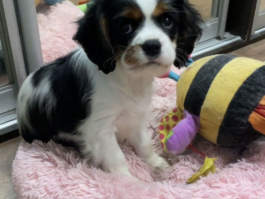 Щенок Кавалер Кинг Чарльз Спаниель