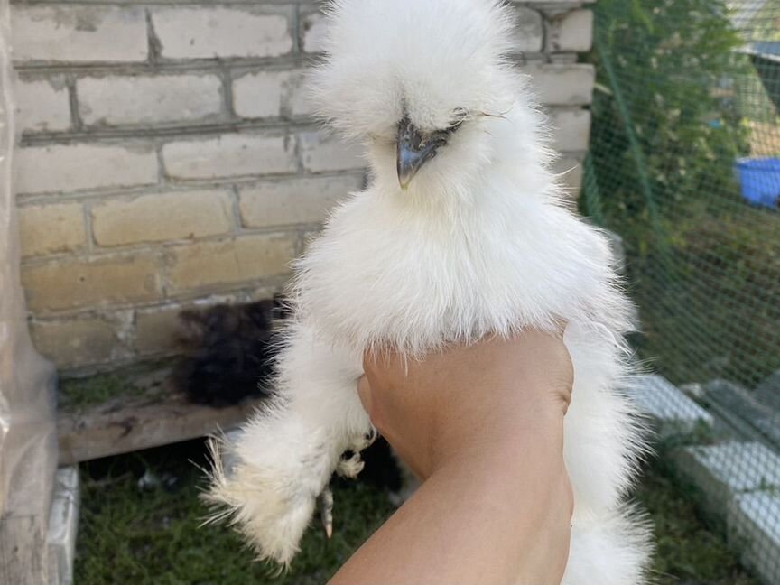 Китайские шелковые