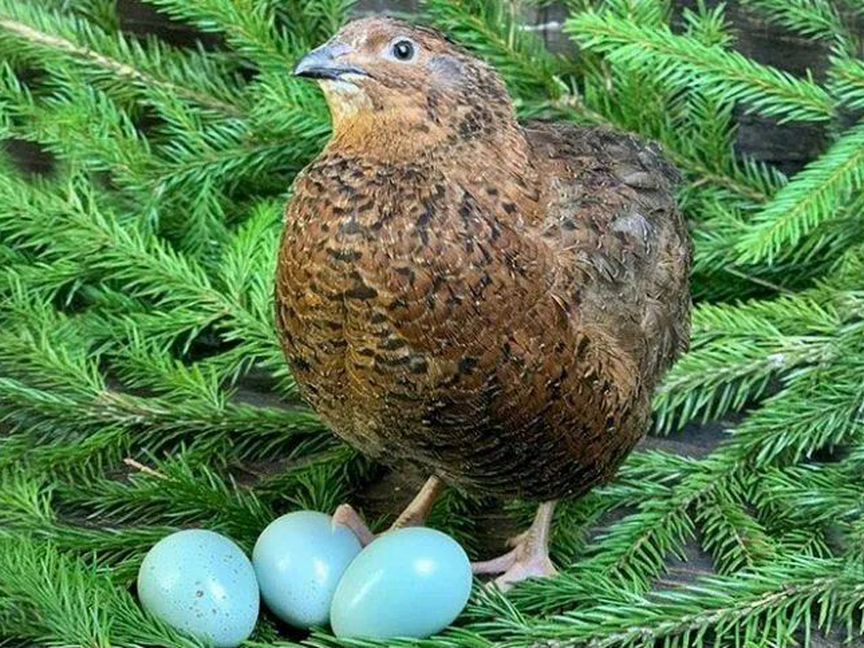 Перепела продажа