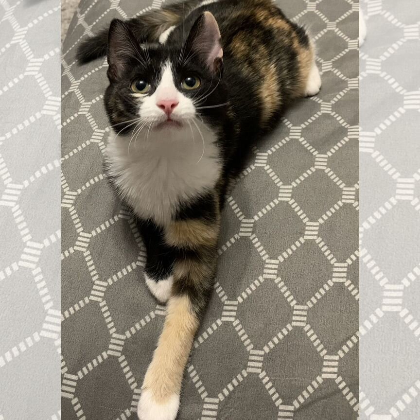 Красотка счастья