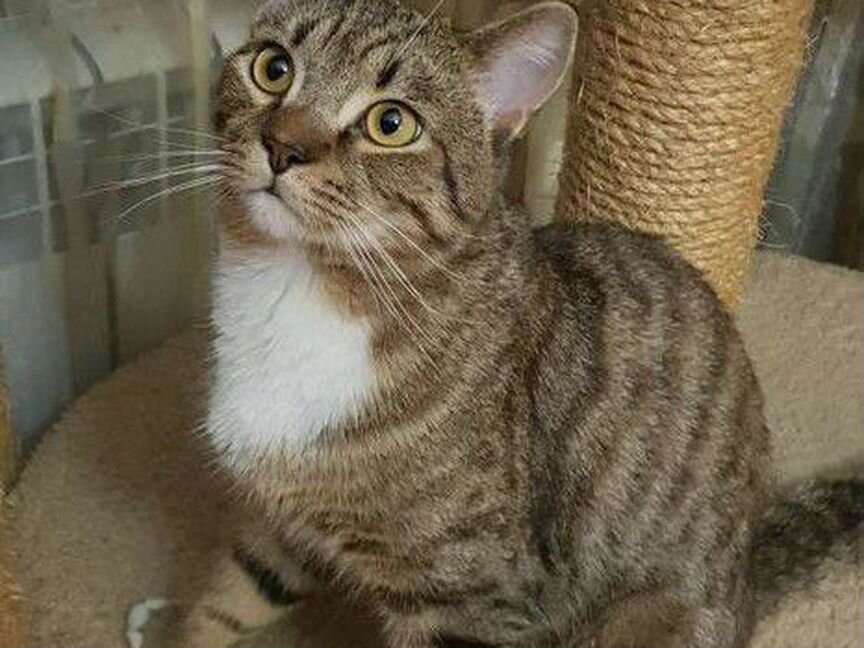 Шотландский котенок 9мес привит кастрирован Ричи