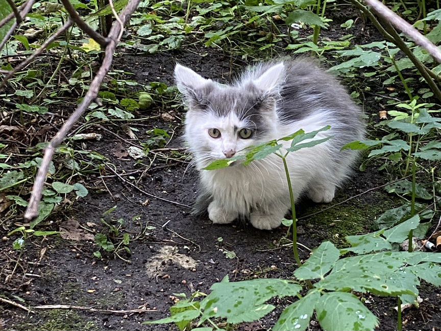 Котята в добрые руки с доплатой
