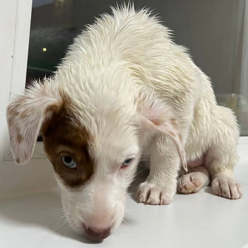 Немецкая овчарка, щенок