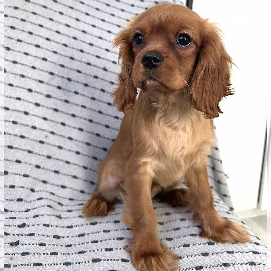 Кавалер кинг-чарльз-спаниель, щенок