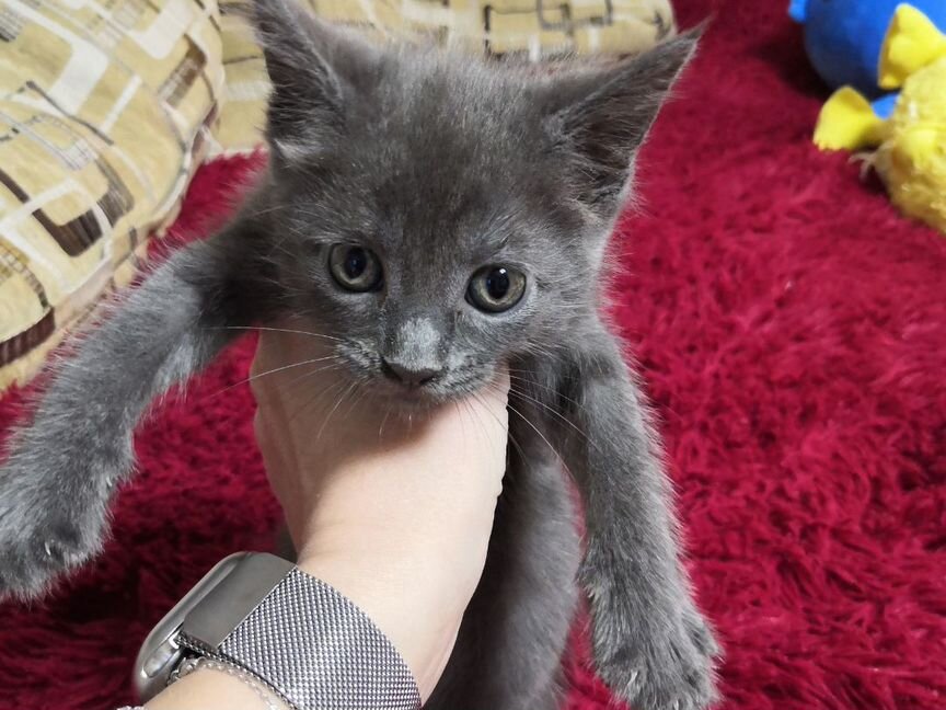 Котята мейн-кун в добрые руки