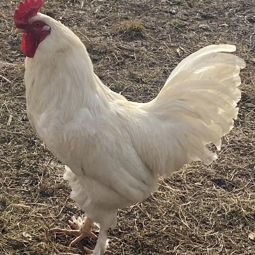 Продам петухов породы Брама