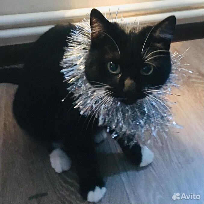 Котик Фил ищет хозяев