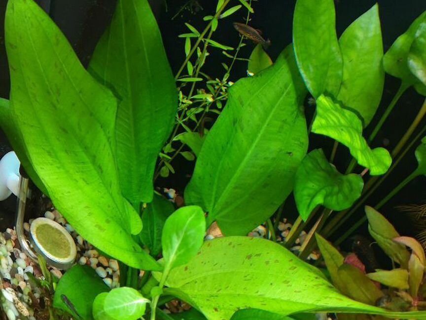 Аквариумное растение