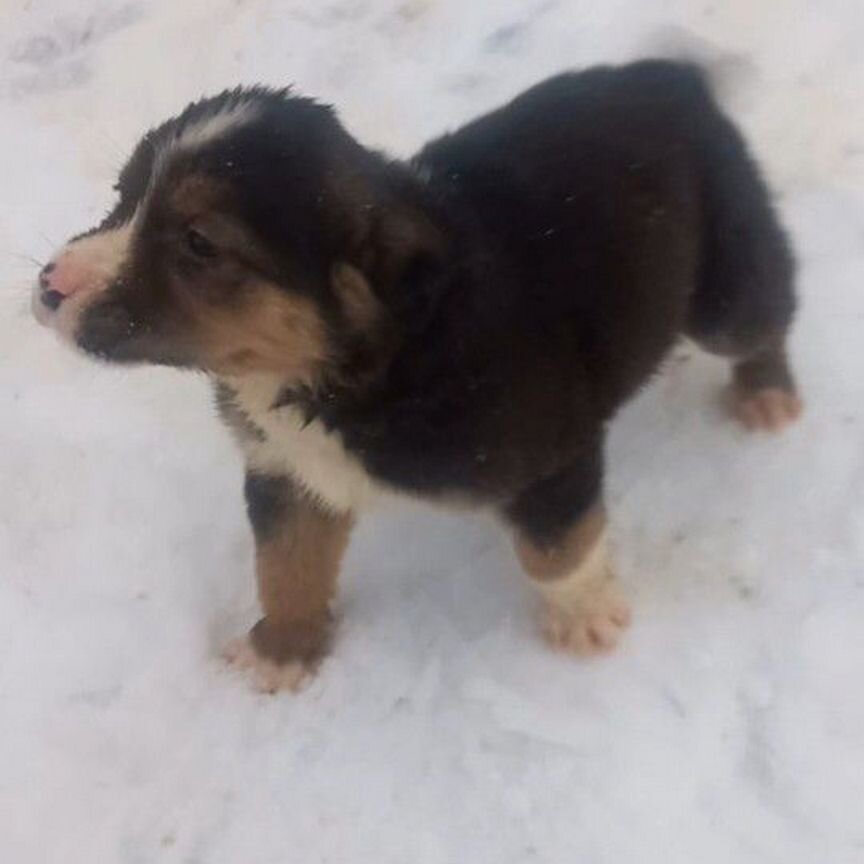 Щенки Алабая