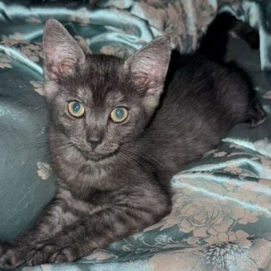 Котенок мальчик