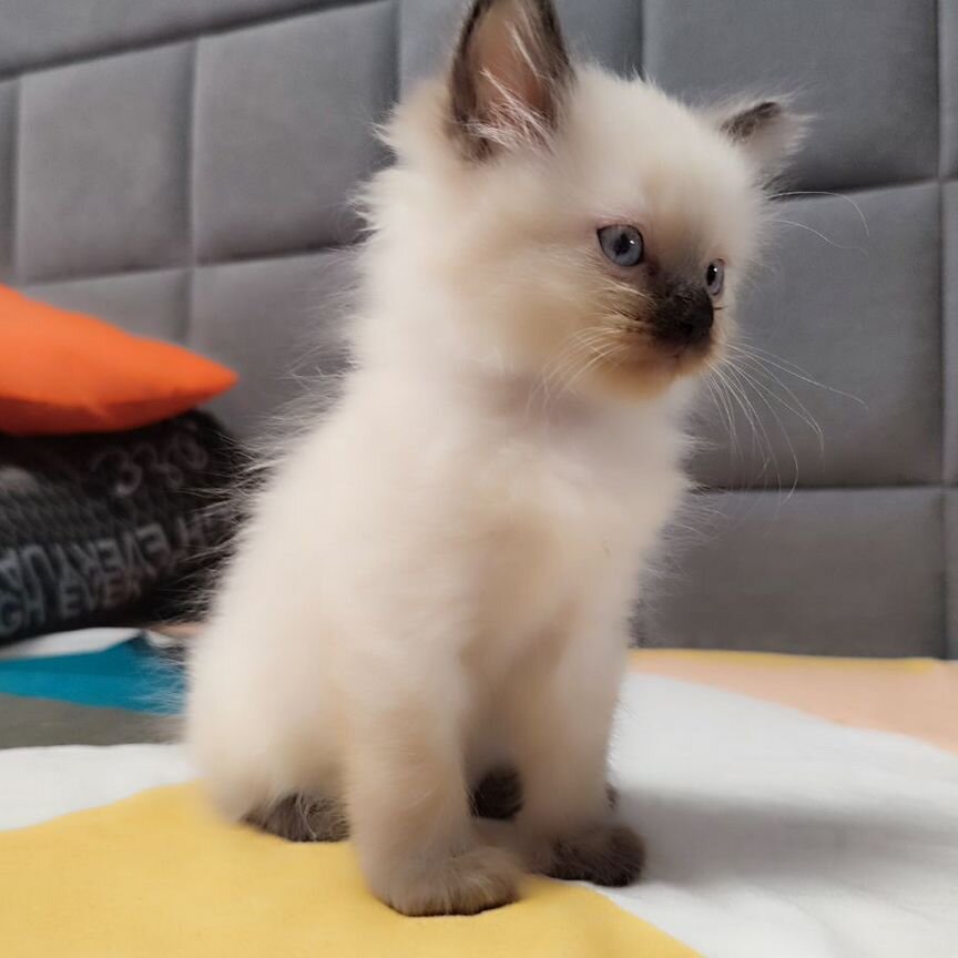 Котята невские маскарадные