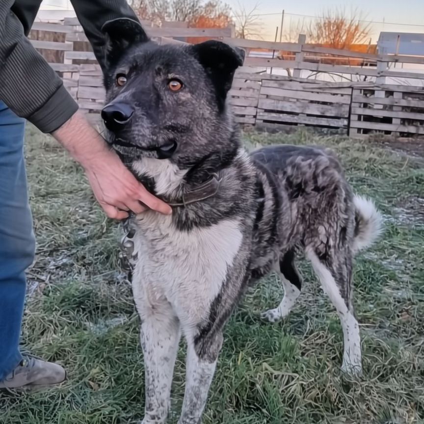 Взрослый пёс в добрые руки