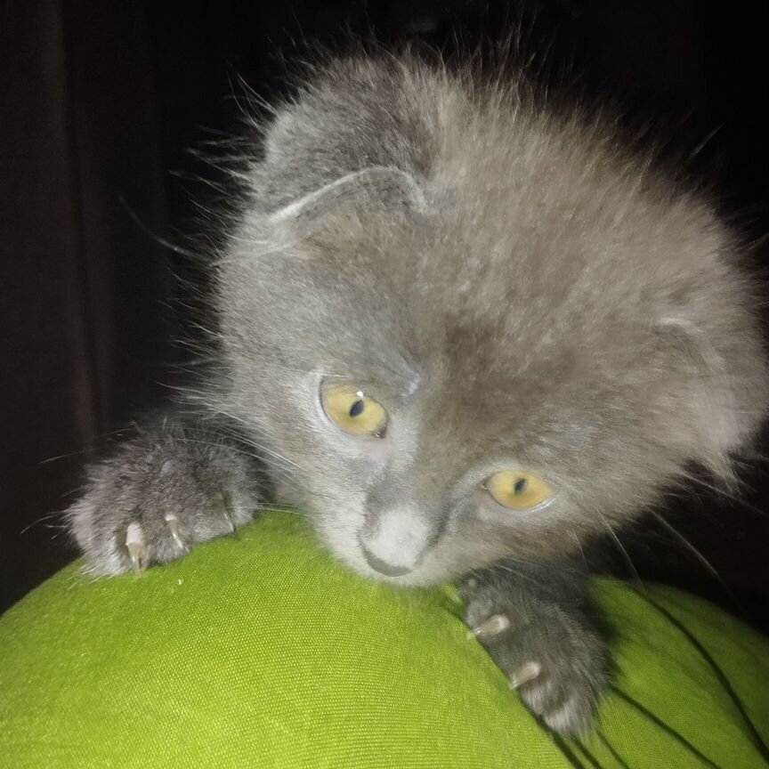 Британские котята