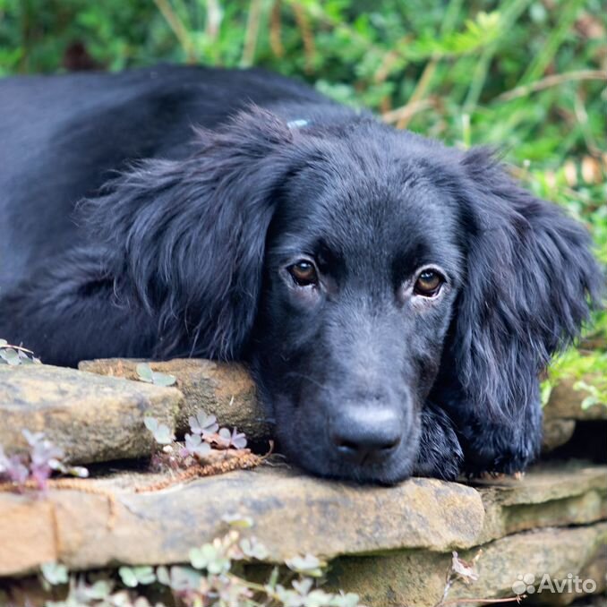 Щенок, смесь с сеттером