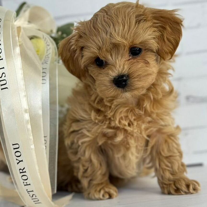 Maltipoo