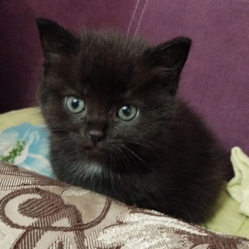 Котята