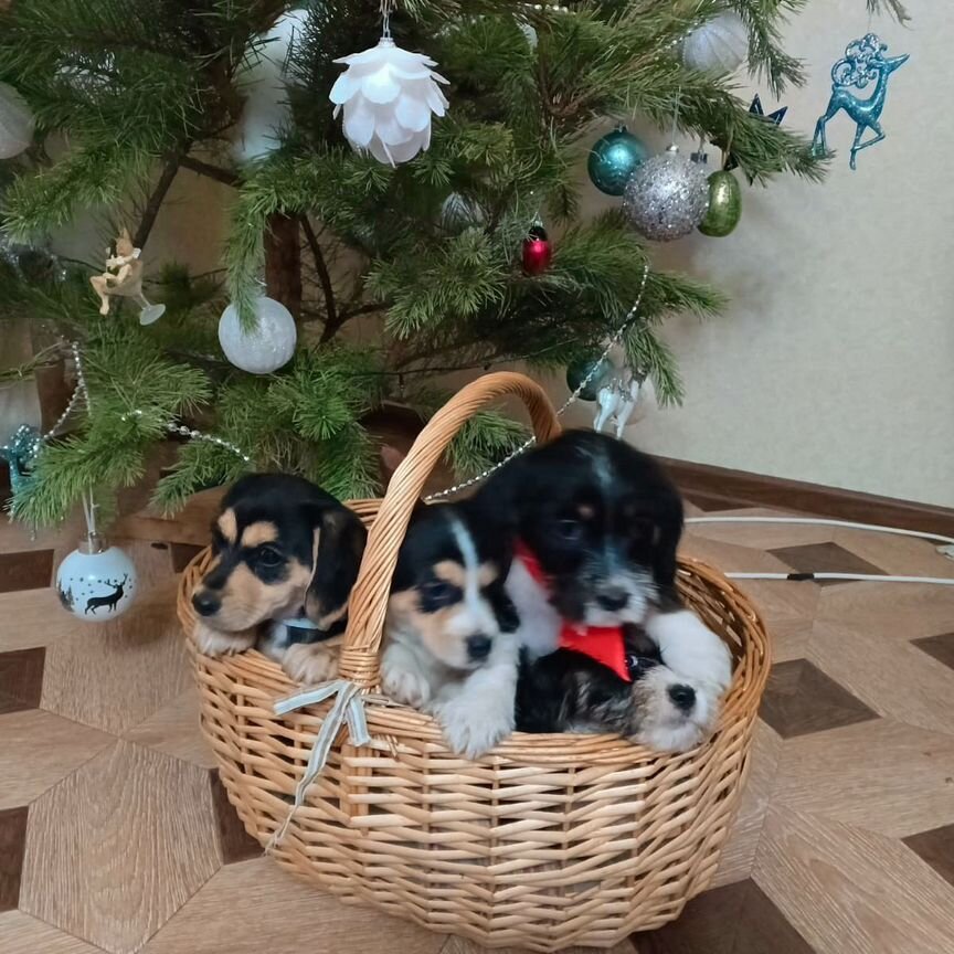 Щенки бесплатно