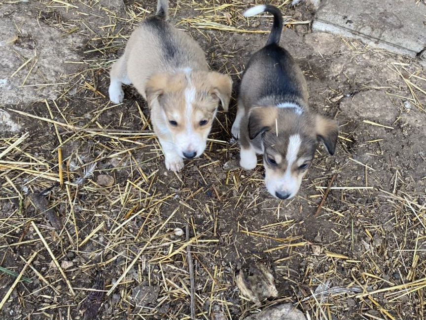 Лайка смесь охотничья