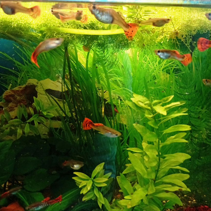 Аквариумные рыбки гуппи