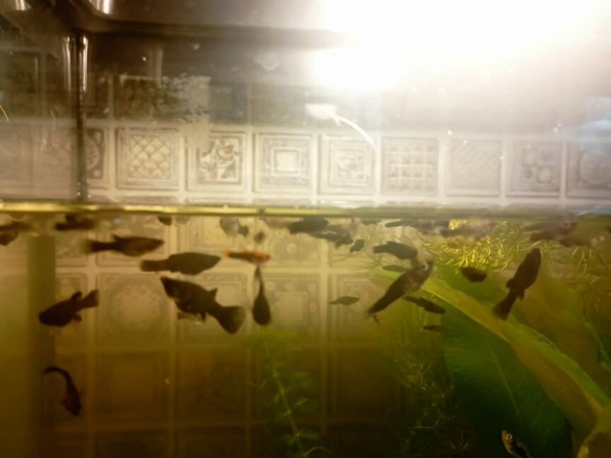 Мальки малинезии