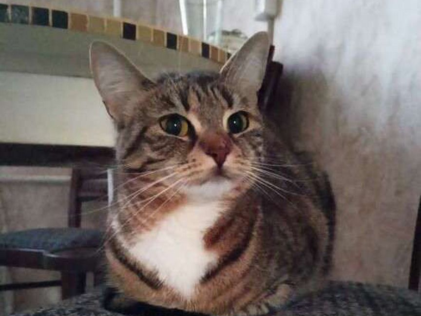 Мягкая и уютная котейка