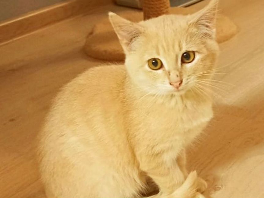 Котенок 3 мес