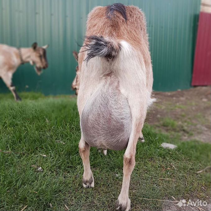 Козлики и коза