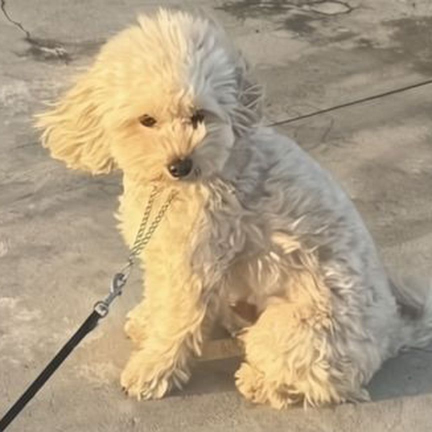 Мальтипу, взрослый пёс