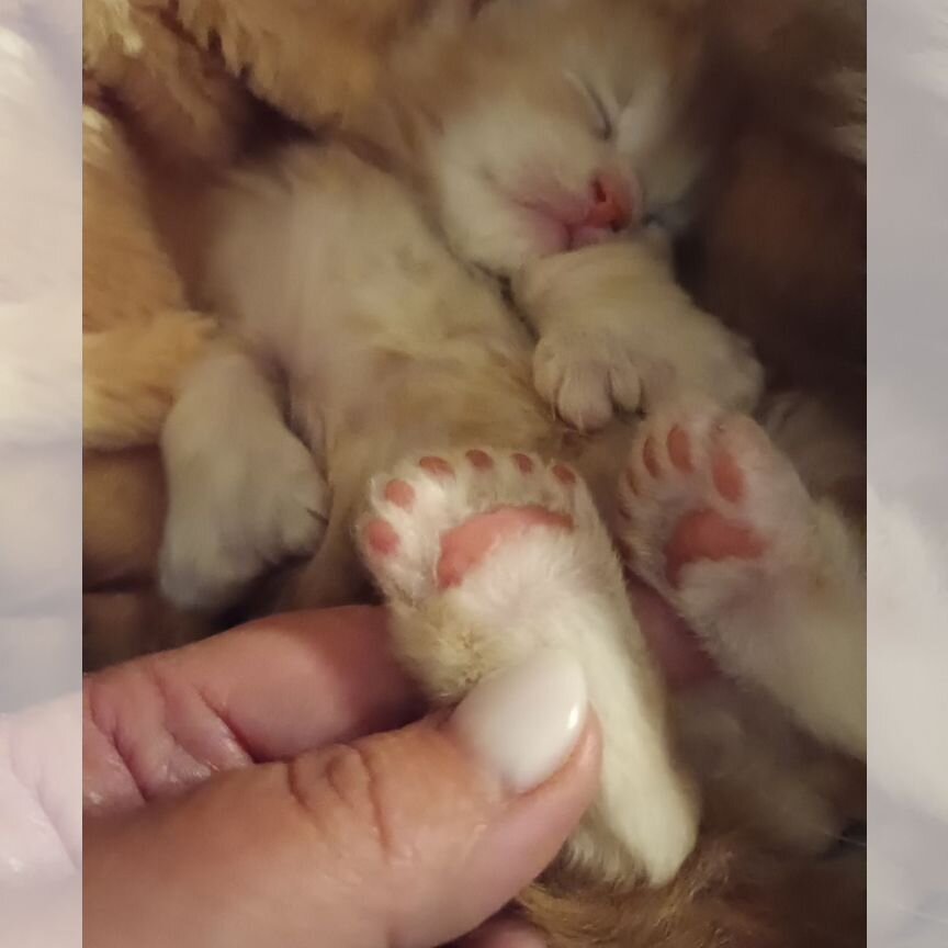 Котята мейн-кун полидакт