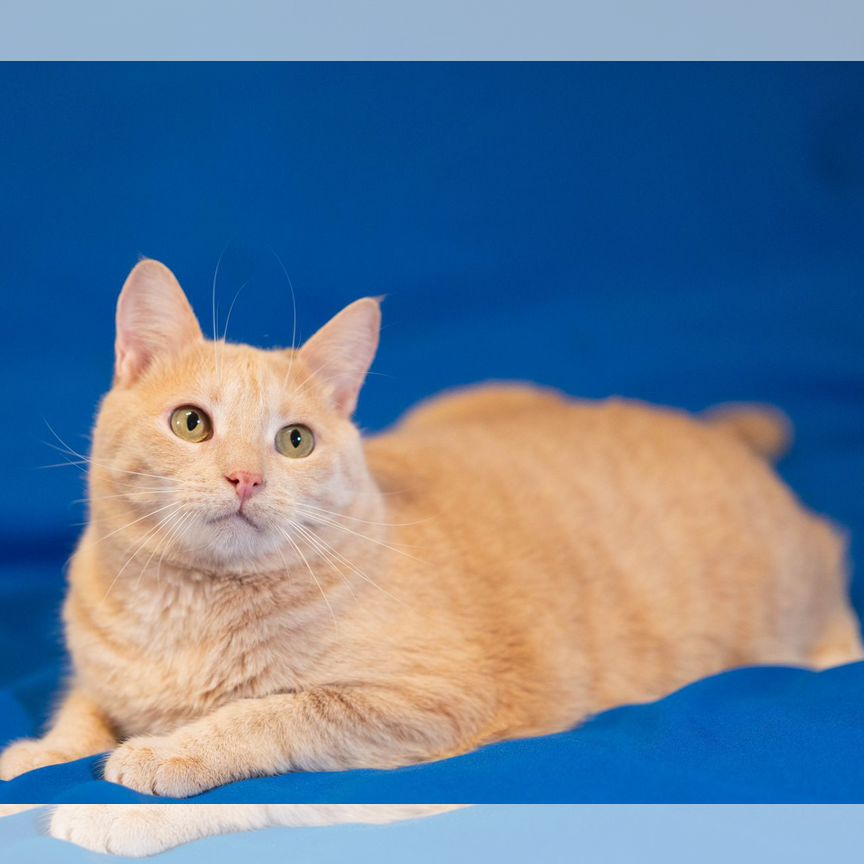 Взрослый кот из приюта