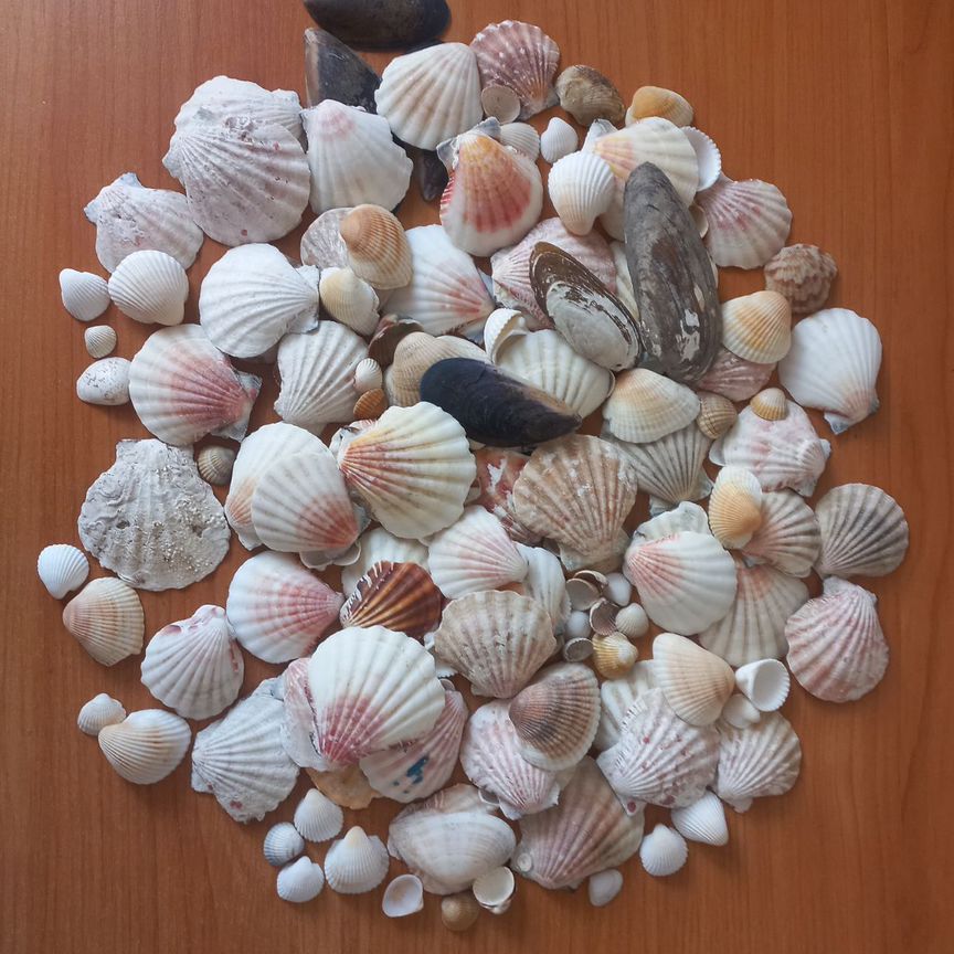 Ракушки для аквариума