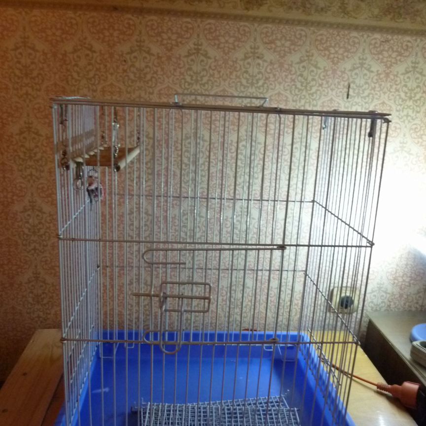 Клетка