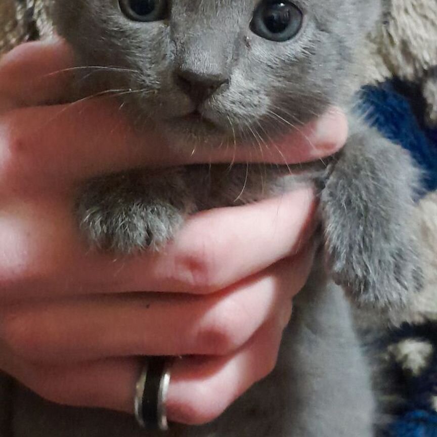 Шотландская