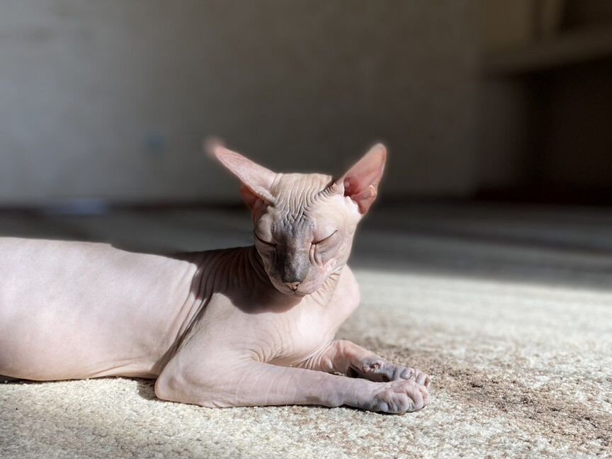 Канадский сфинкс