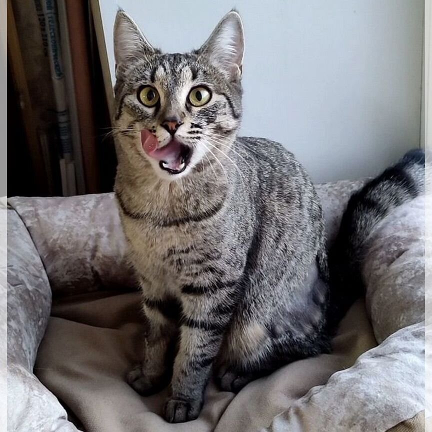 Кошечка красавица ищет заботливые ручки