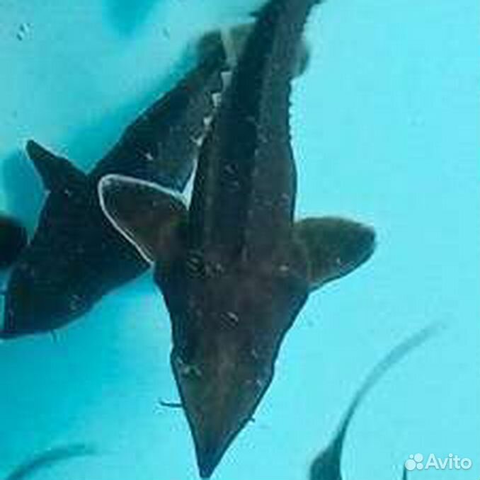 Рыба посадочный материал