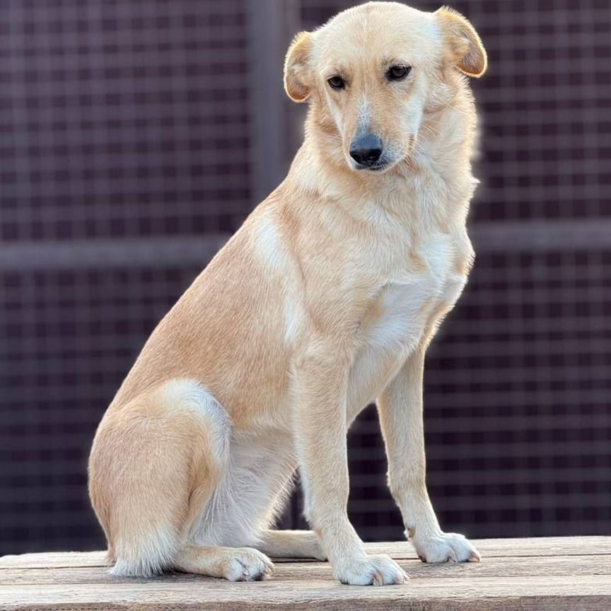 Взрослая собака в добрые руки