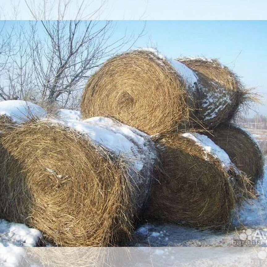 Сено в рулонах