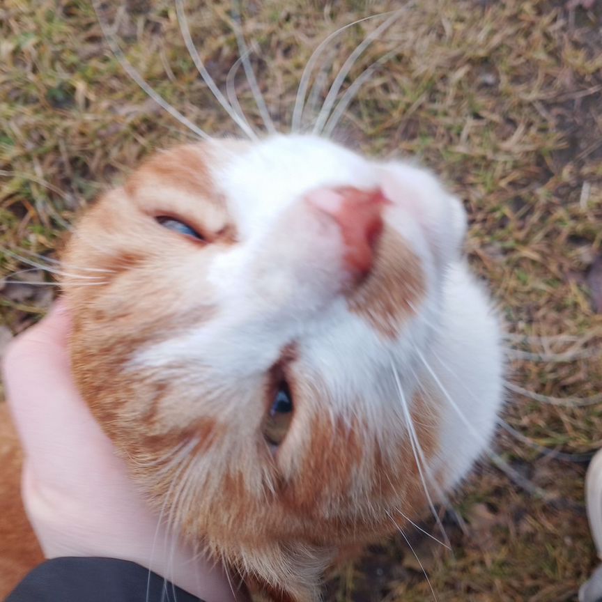 Котики в добрые руки
