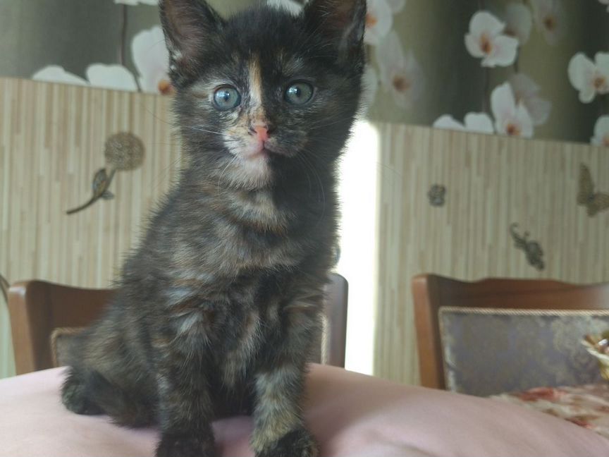 Ласковый трëхцветный пирожок, котик
