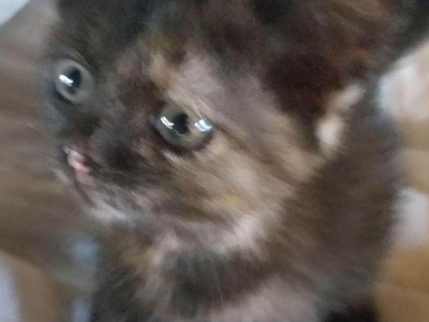 Кошка