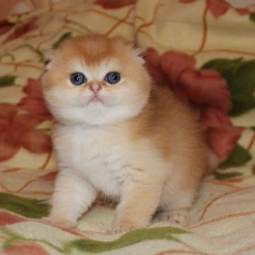 Шотландские котята
