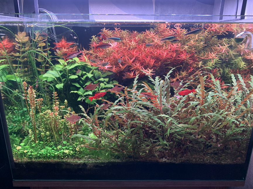Аквариумная прополка