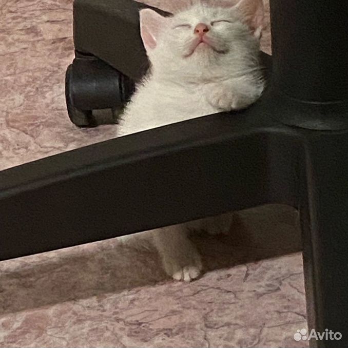 Отдаём прекрасных котят, к лотку приучены